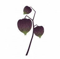 Иконка канала NikandraFlowers