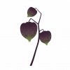 Иконка канала NikandraFlowers