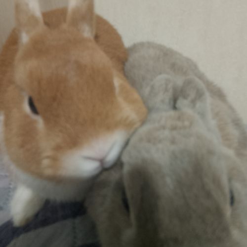 Иконка канала Магия зверей и видеоигр