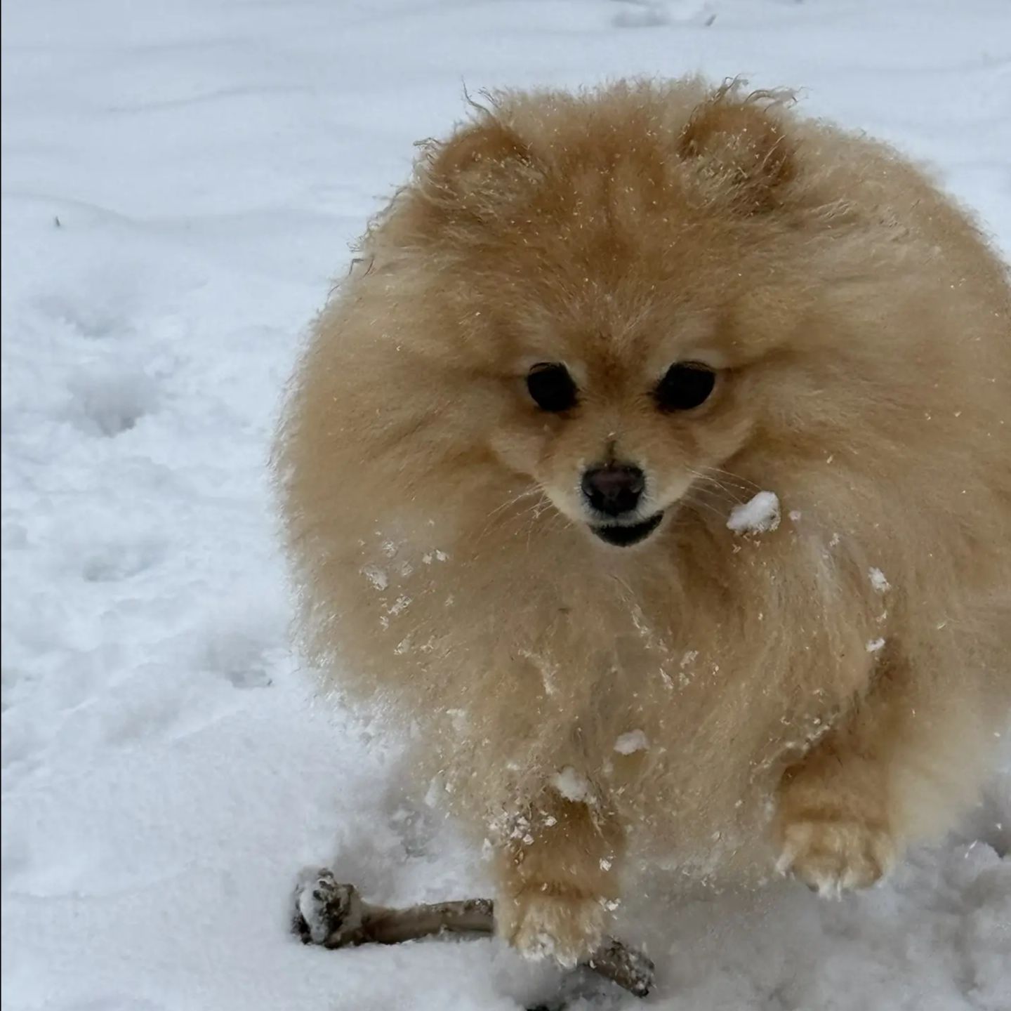 Иконка канала Ози И Его Друзья