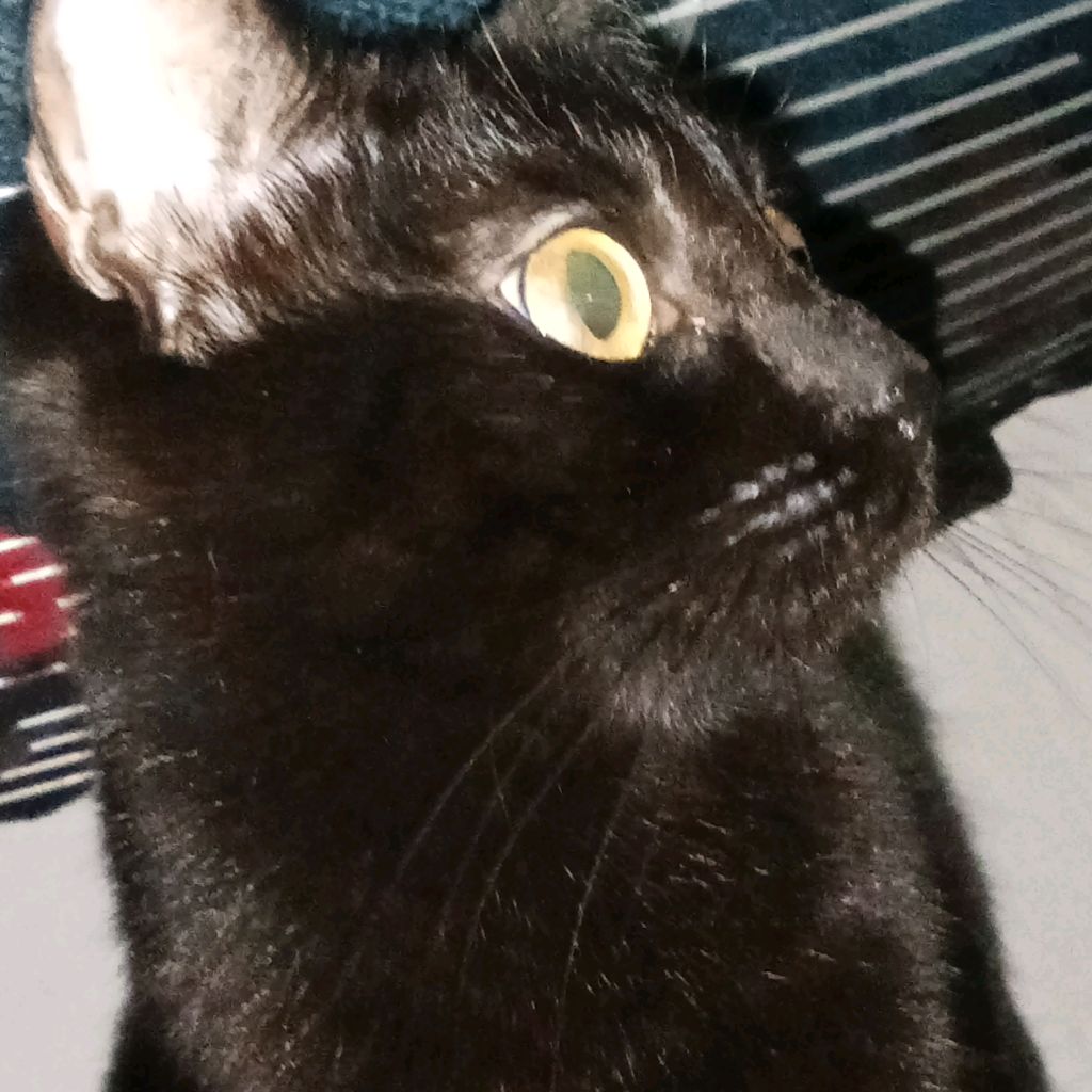 Иконка канала Чинчирик Майнкрафтный Хоррорный Котяра