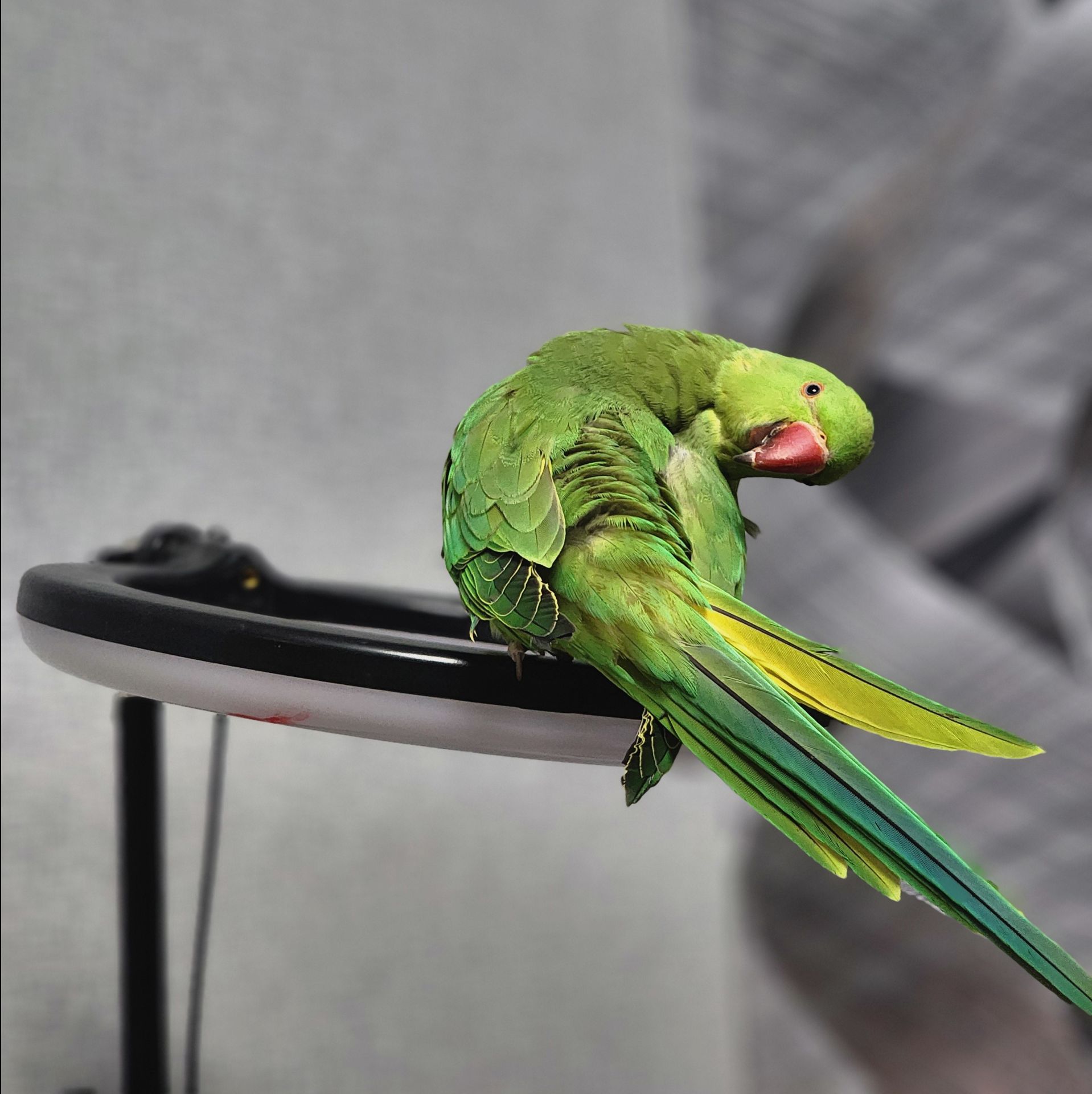 Иконка канала Попугай Рики