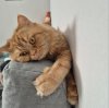 Иконка канала КотоЛёха.