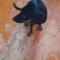 Иконка канала 🔮Доберман Вулкан🌿