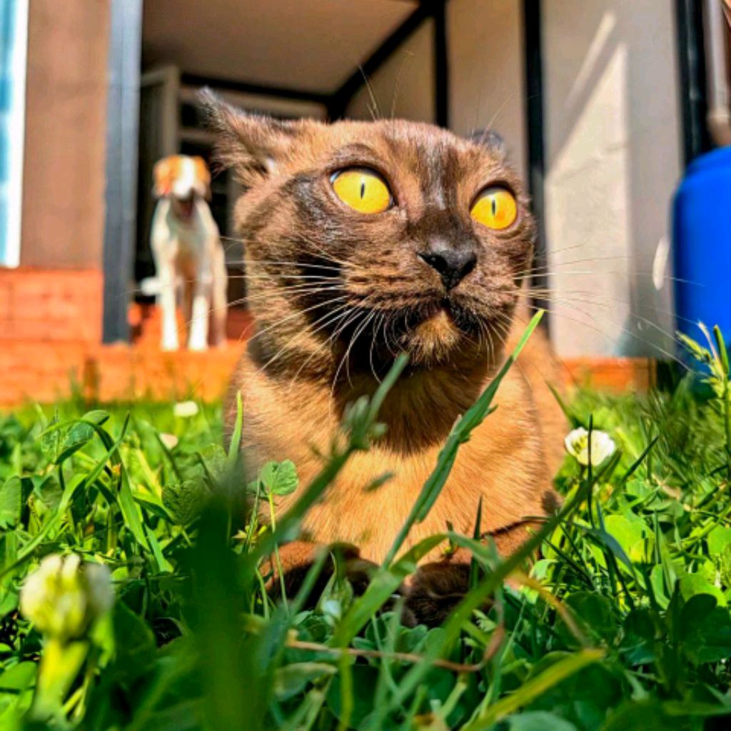 Иконка канала Nikcat