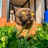 Иконка канала Nikcat