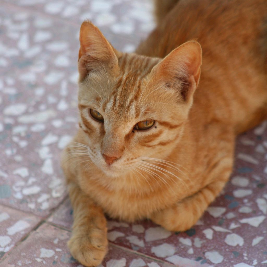 Иконка канала akça