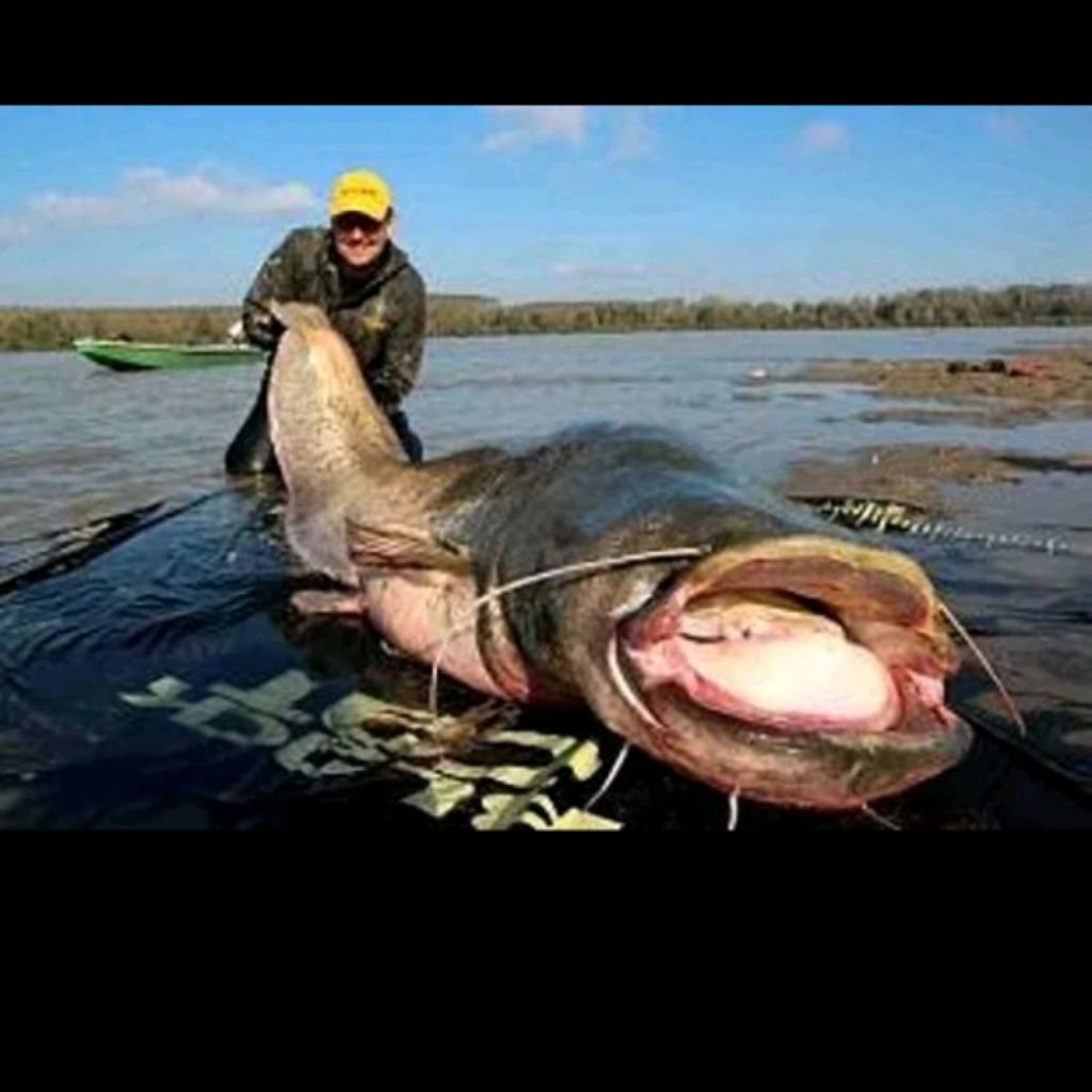 Иконка канала Рыбалка,treatment 50 538