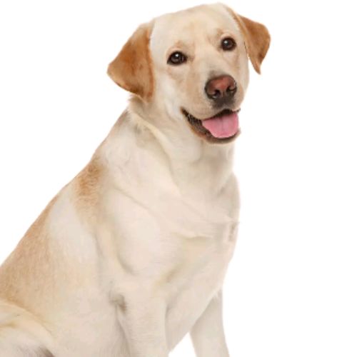 Иконка канала DOG