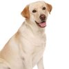 Иконка канала DOG