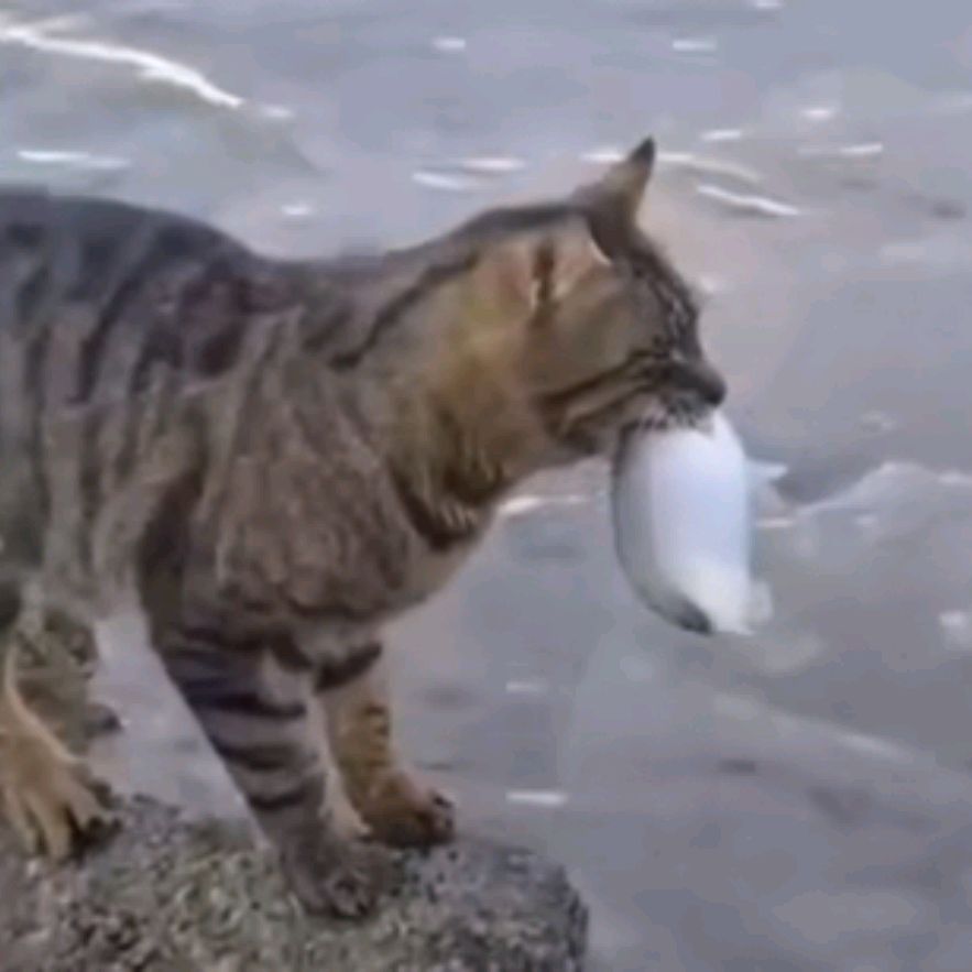 Иконка канала Котярики