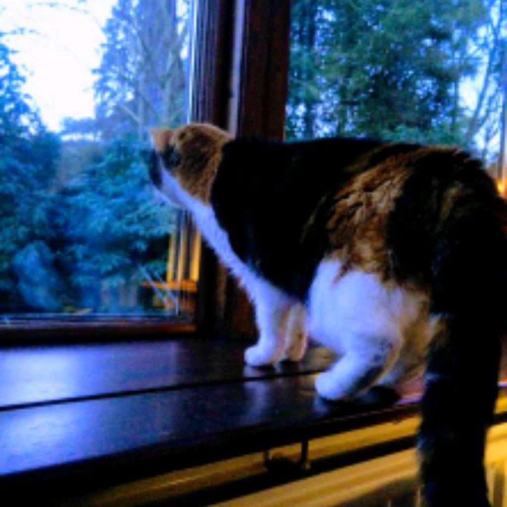 Иконка канала Пестрохвостая