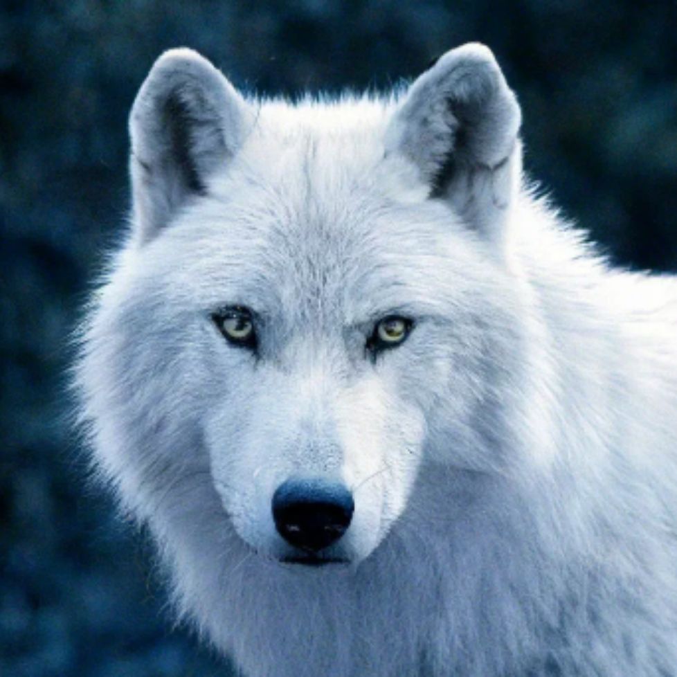 Иконка канала Шуша