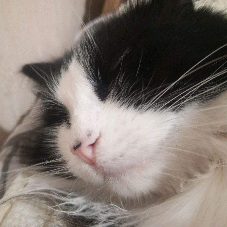 Иконка канала 🛡️Чёрно-белый Кот Дейзи🛡️