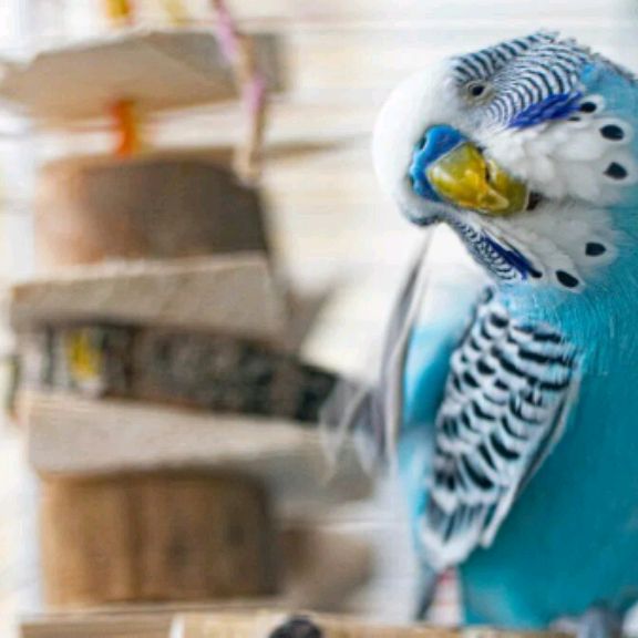 Иконка канала Папугай