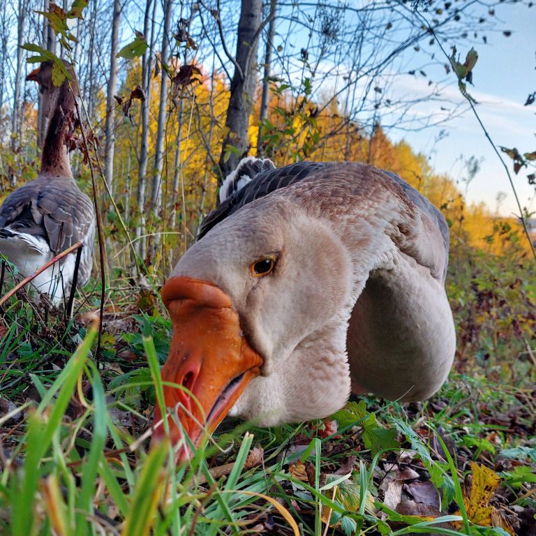 Иконка канала Холмогорские гуси в Архангельской области