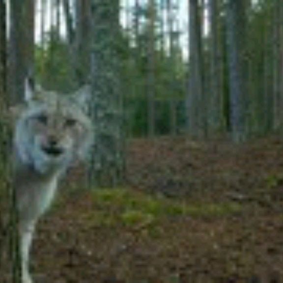 Иконка канала Канал 62