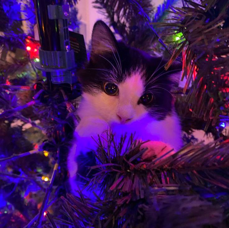 Иконка канала Сеющий зверь (Яна)