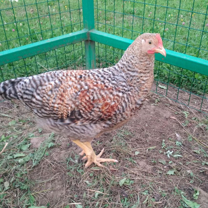 Иконка канала Куриный Рай