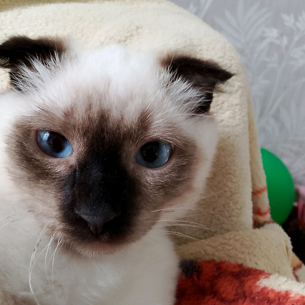 Иконка канала Девочка Аня