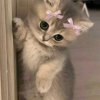 Иконка канала Саша Стор🎀