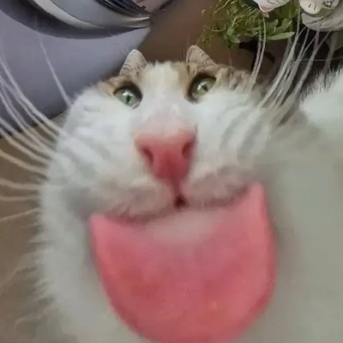 Иконка канала Овсянка🍪