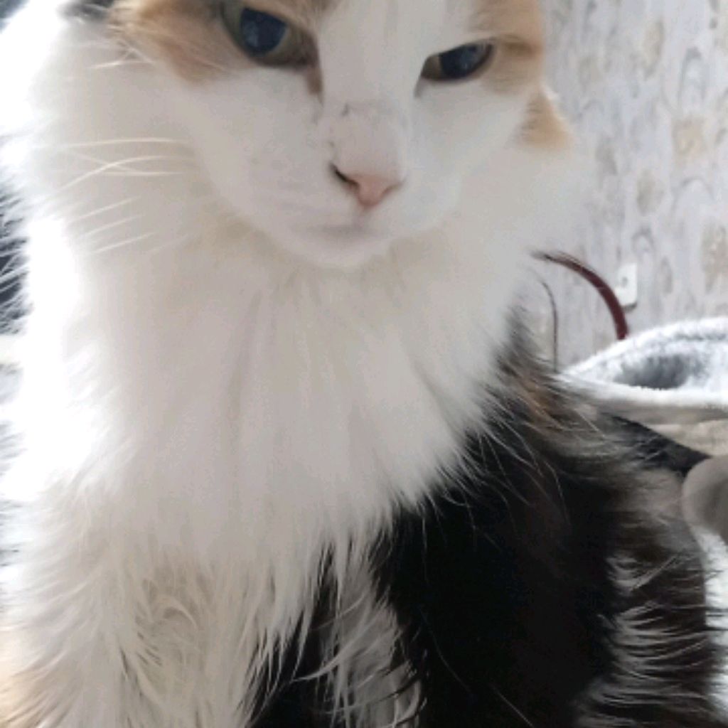 Иконка канала Kotik