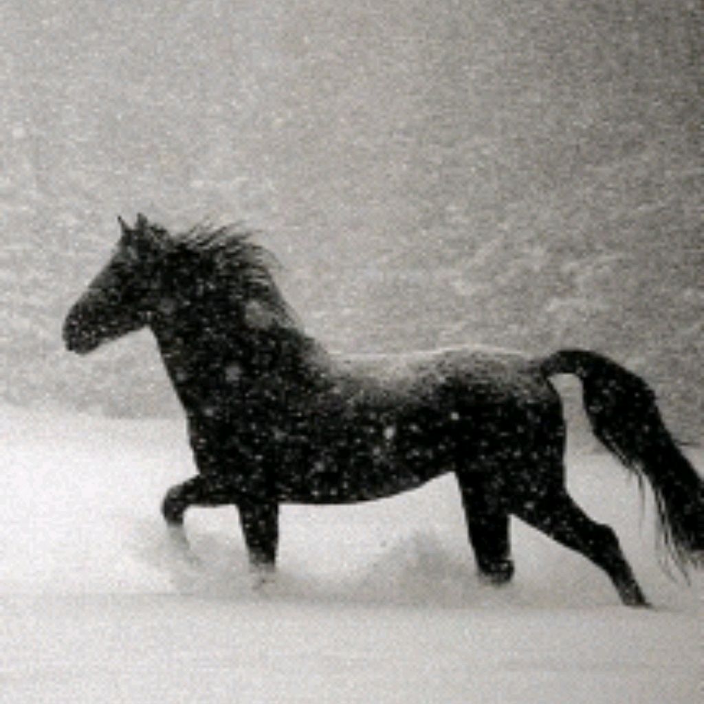 Иконка канала Даша Конный Спорт 🩶♘