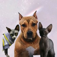 Иконка канала МЯГКИЕ ЛАПКИ И МОКРЫЙ НОС