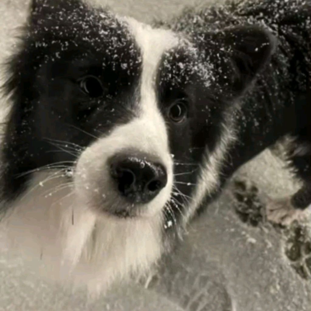 Иконка канала ~Чакки~