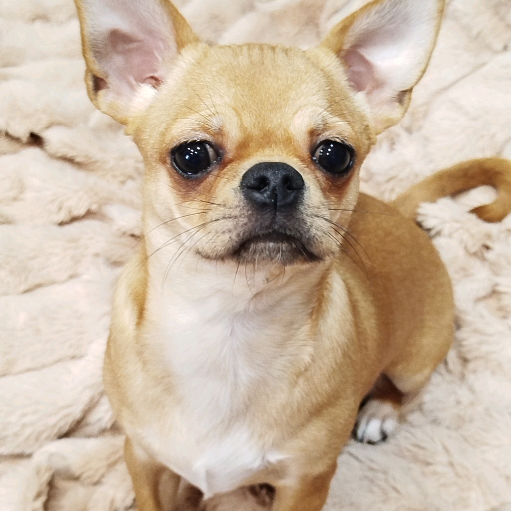 Иконка канала Чихуахуа ЛИса