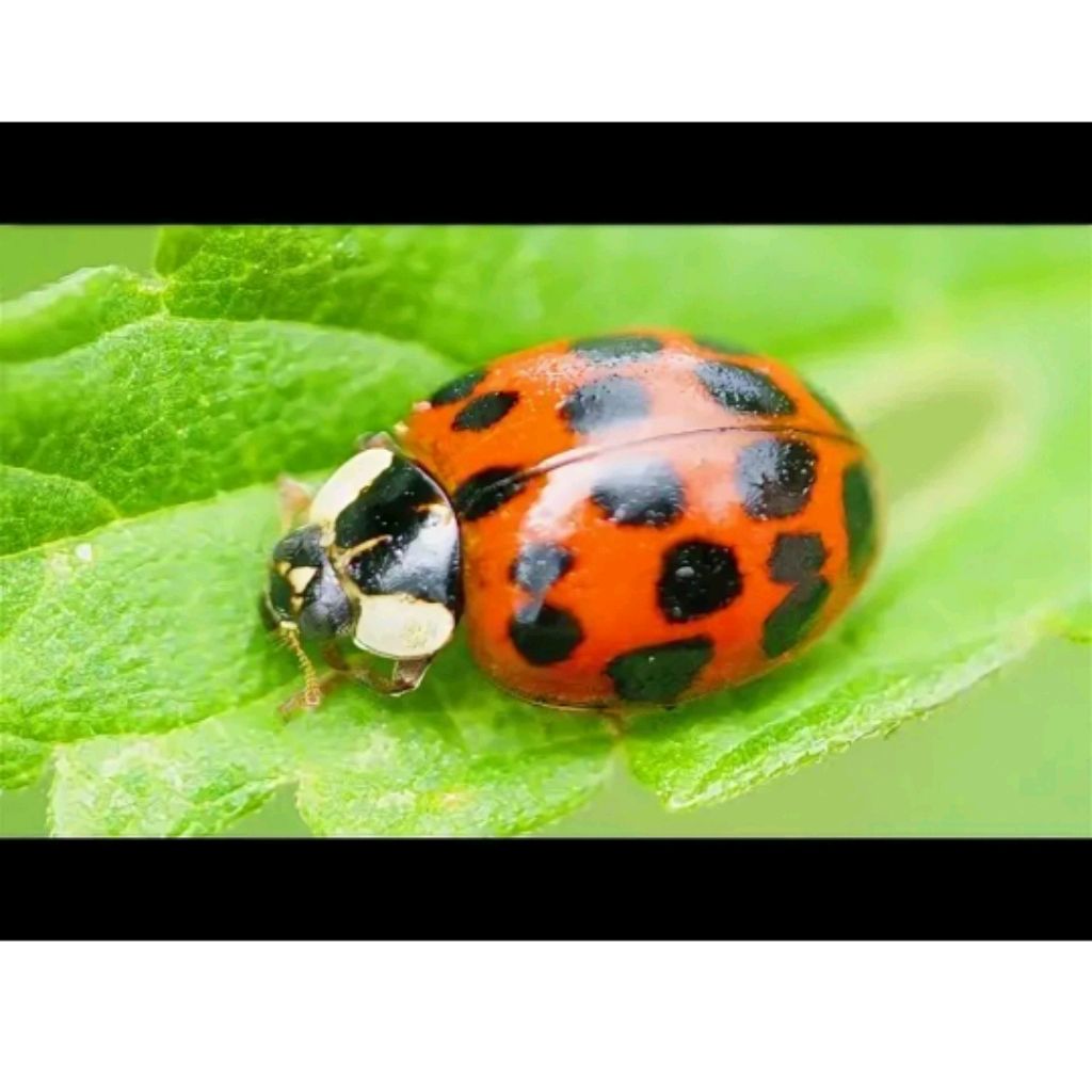 Иконка канала Букашки