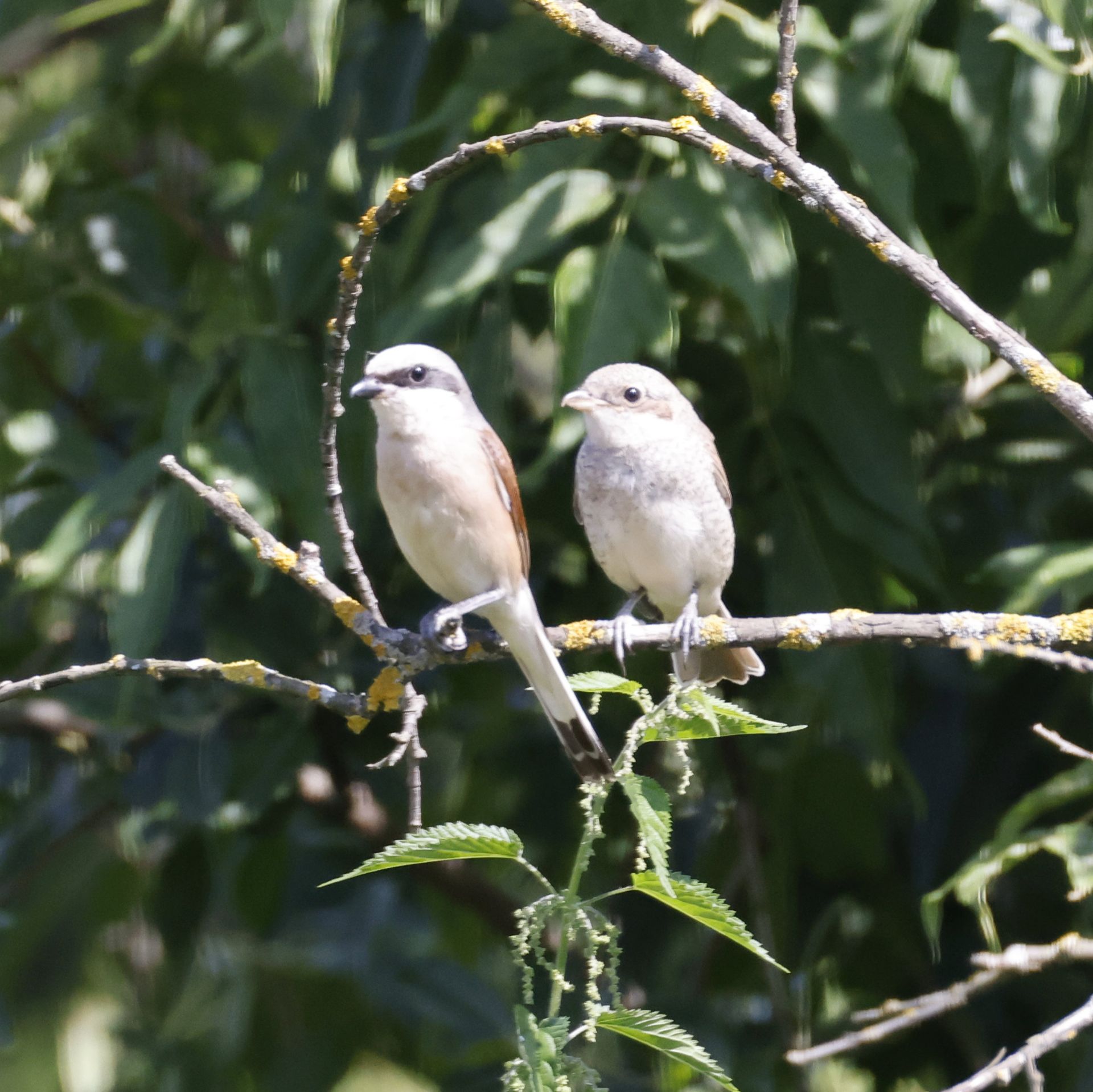 Иконка канала Повелители мгновений [https://letuny.ucoz.net/]