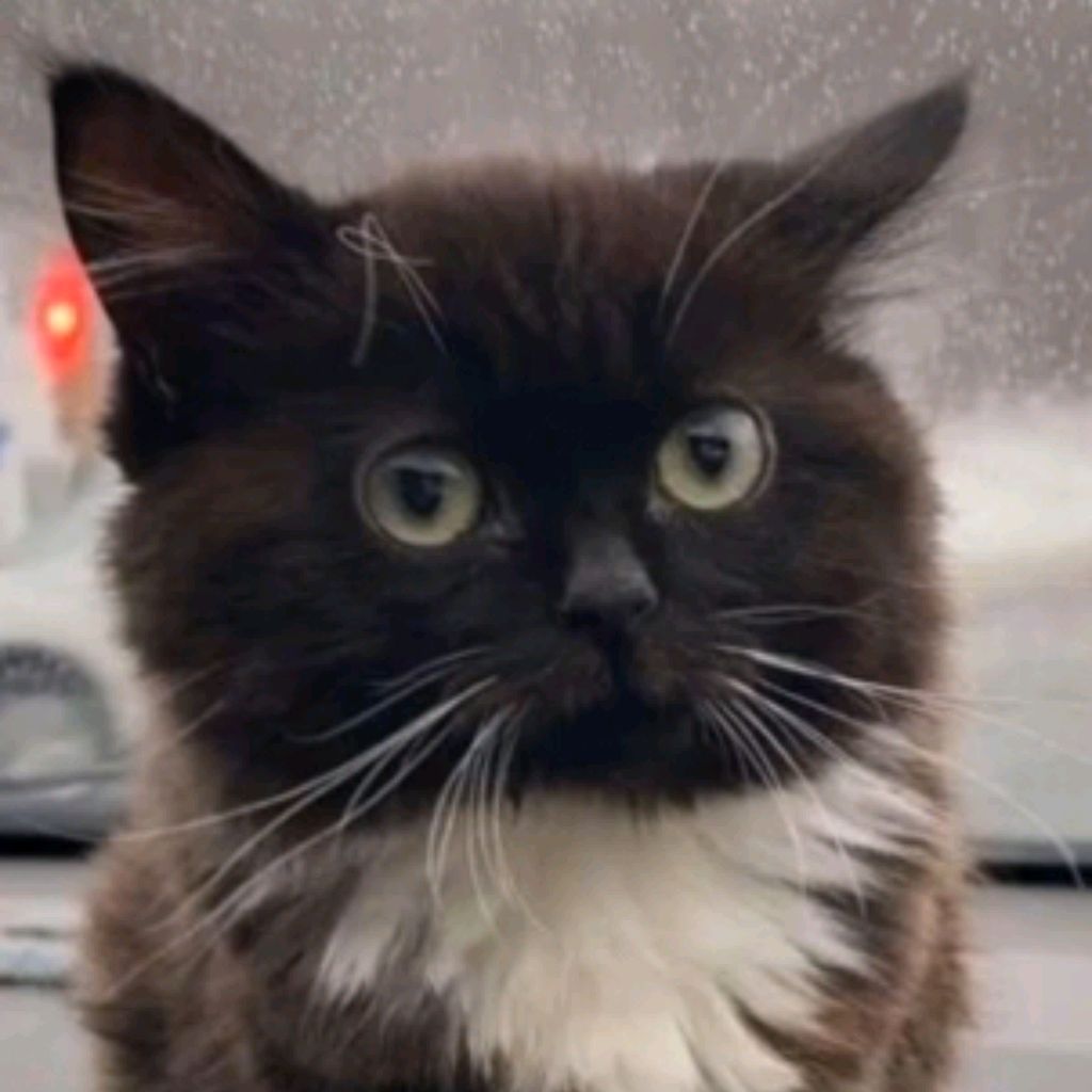 Иконка канала Чмоня