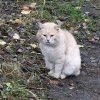 Иконка канала ЛМ