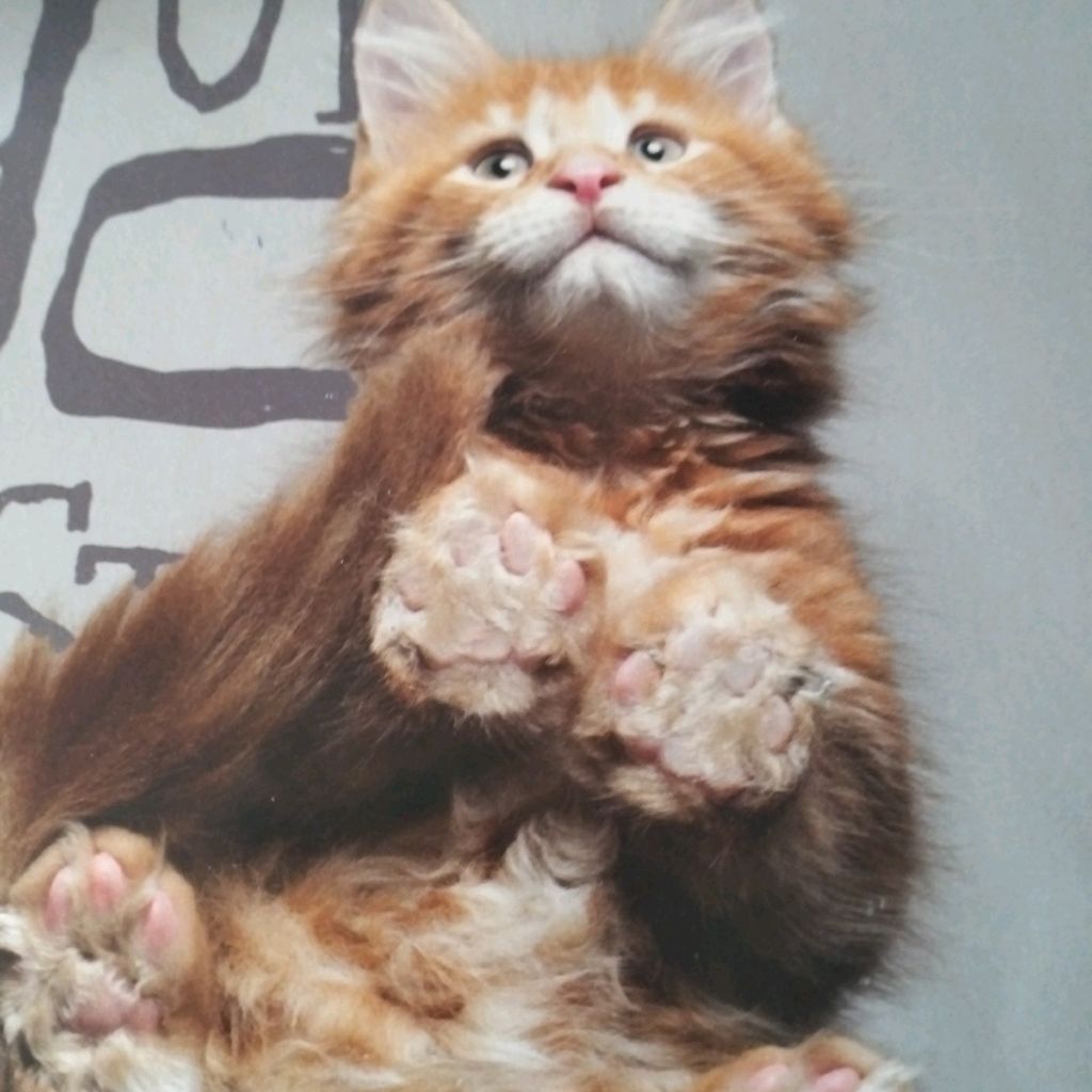 Иконка канала Веселые видосики^^}