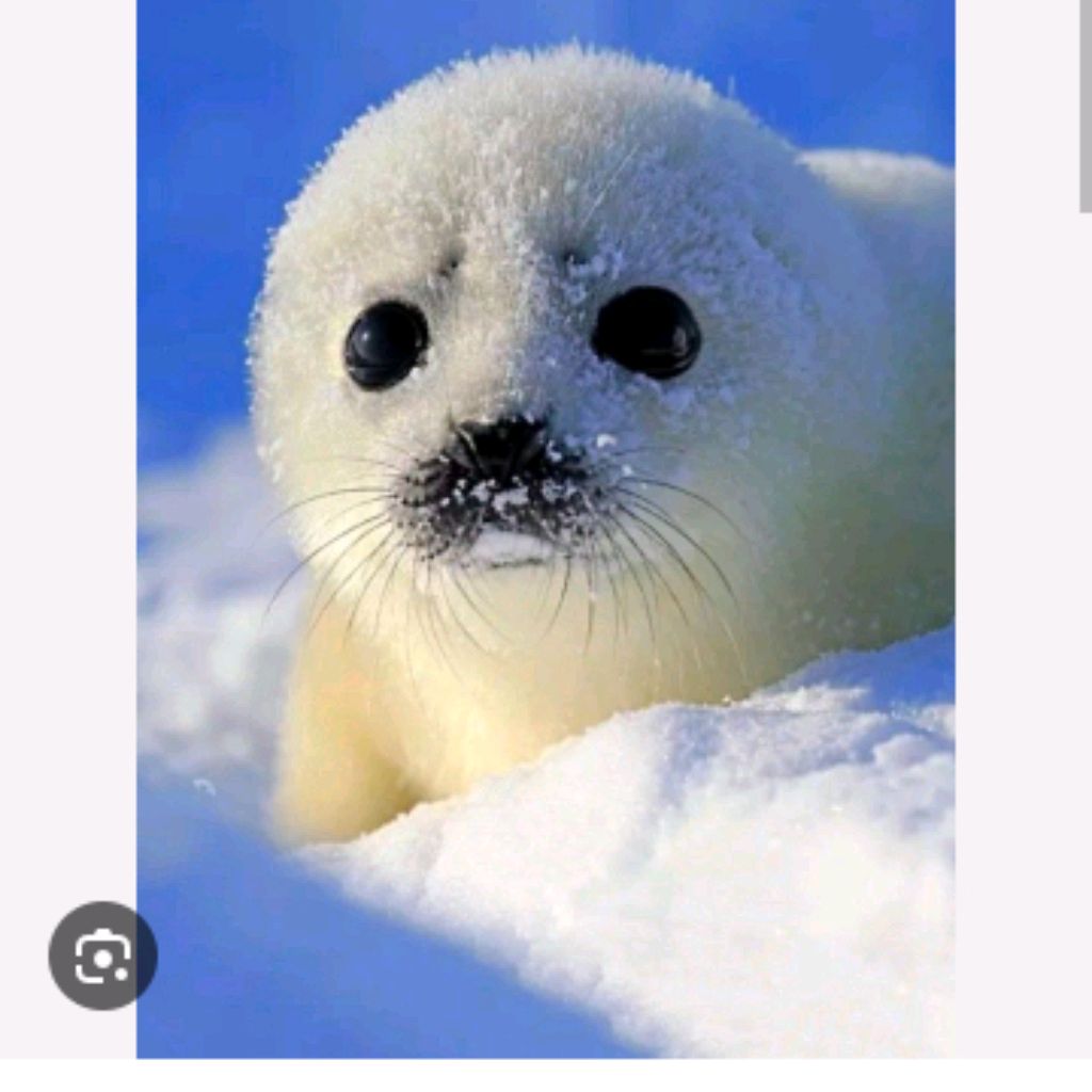 Иконка канала Тюлень 🦭