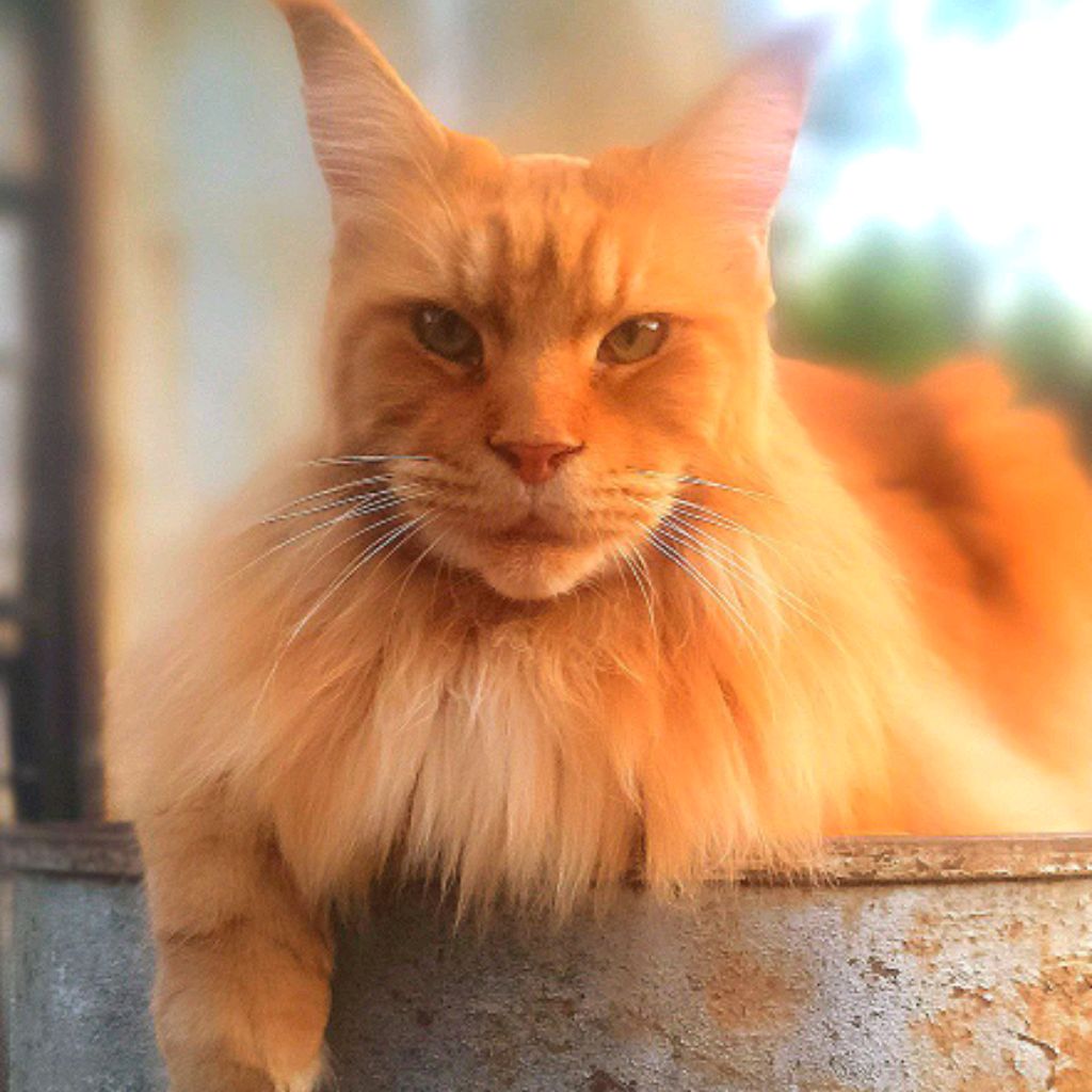 Иконка канала Egorikdema