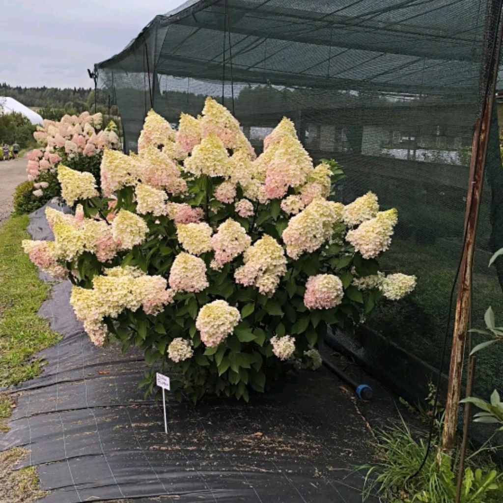 Иконка канала Питомник Мир Зелени