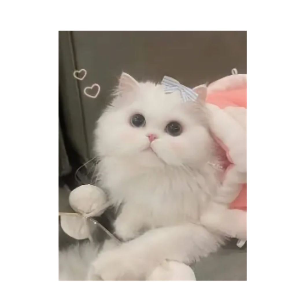 Иконка канала Котёнок Мяу