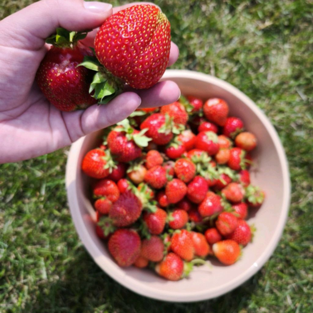 Иконка канала Дача Эстетика