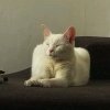 Иконка канала Рутубчик