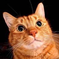 Иконка канала Смешные видосы