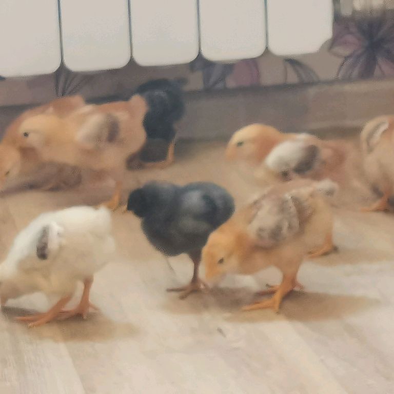 Иконка канала Жура 25 К 😎🐔