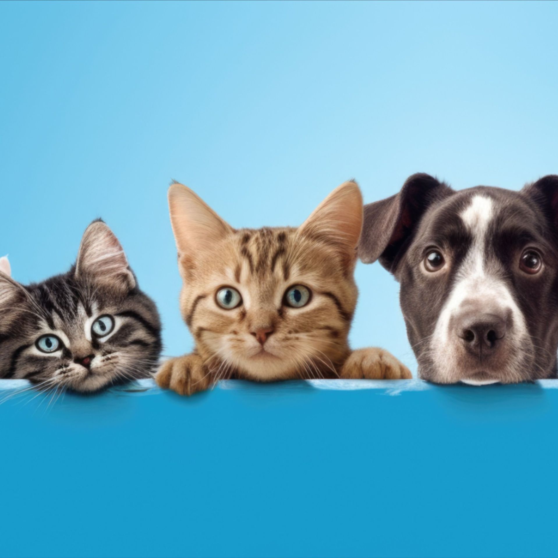 Иконка канала Смешные животные | Приколы