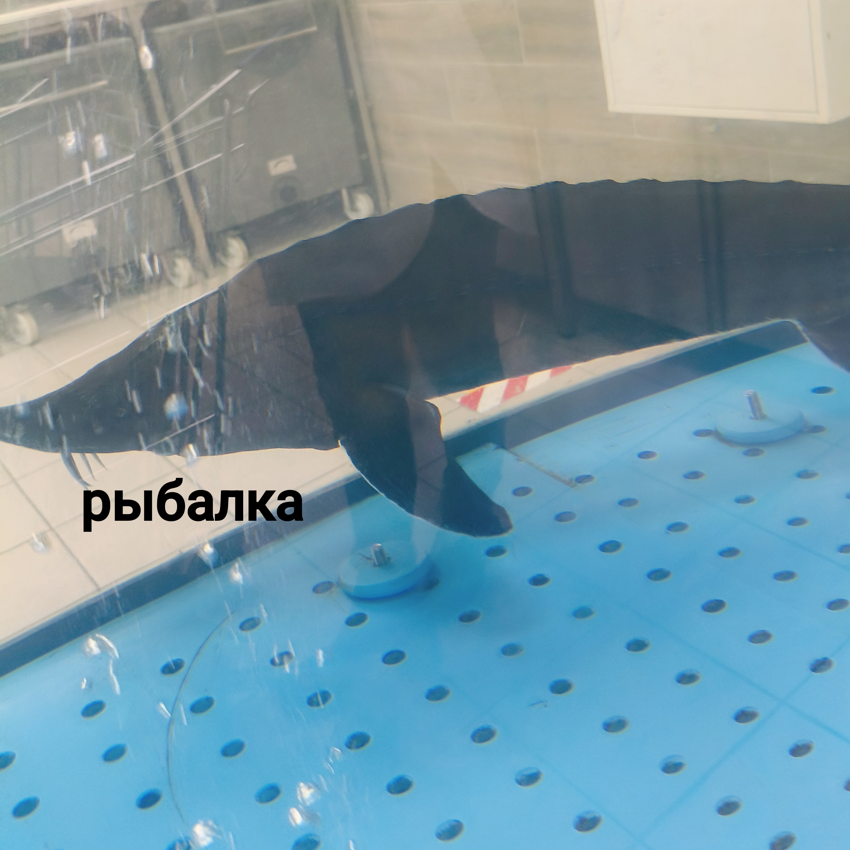 Иконка канала КРУТОЙ ОСЕТР