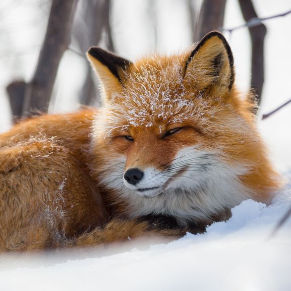 Иконка канала Лисичка:)