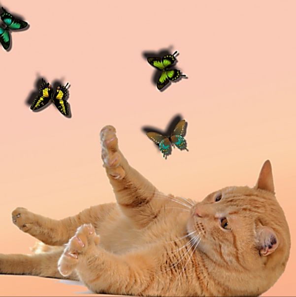 Иконка канала Животные приколы и фейлы