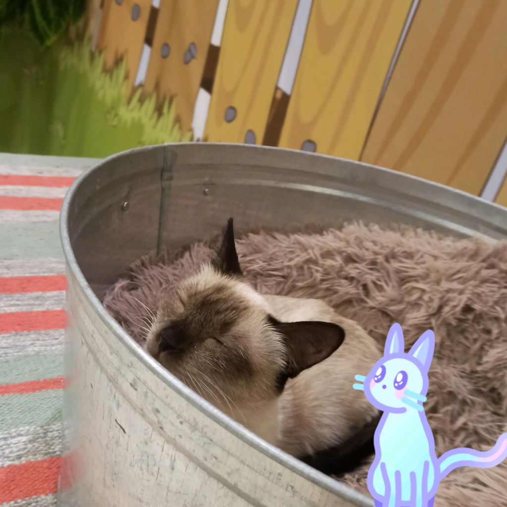 Иконка канала GavchikCat