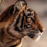 Иконка канала читает Алексей Зеленский